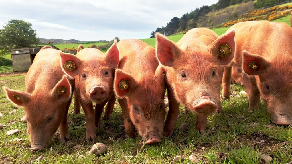 SDSU Extension offering educational series for swine producers ...