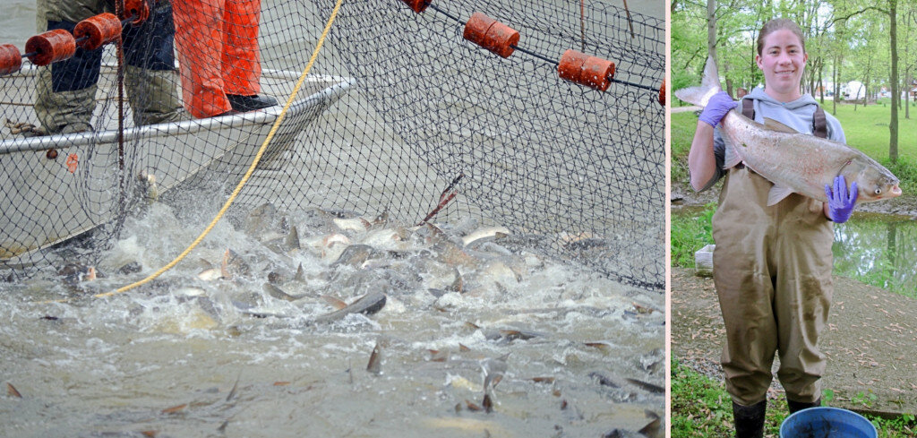 Invasive carp ongoing threat to South Dakota waters - Brookings Register