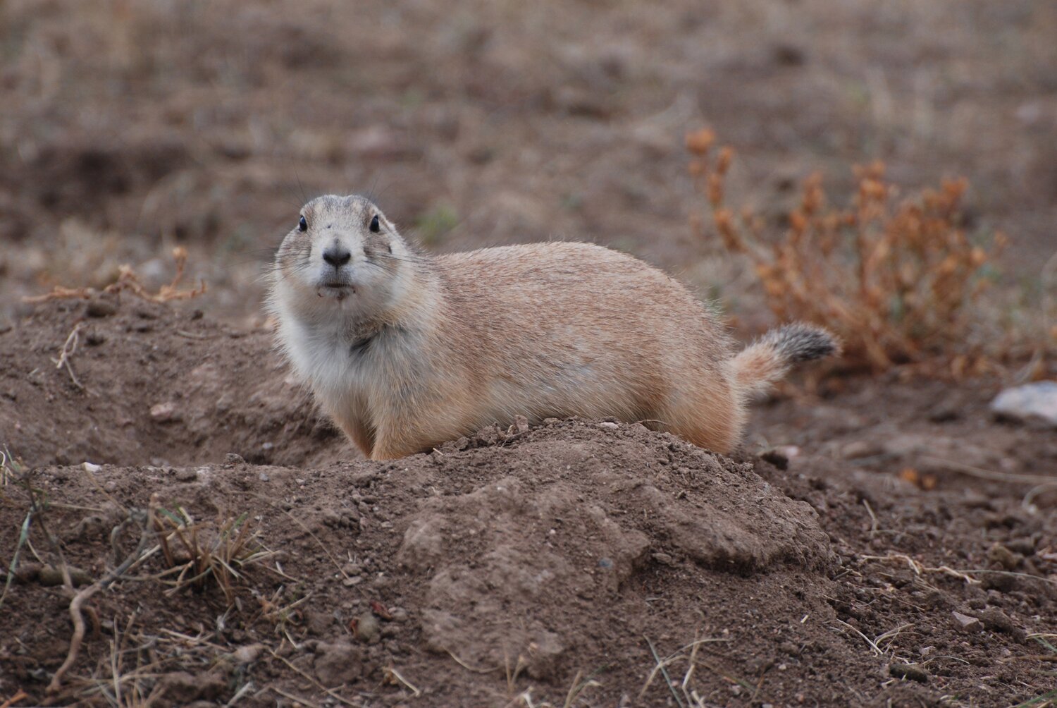 Is it legal to hunt prairie dogs in South Dakota? - Brookings Register
