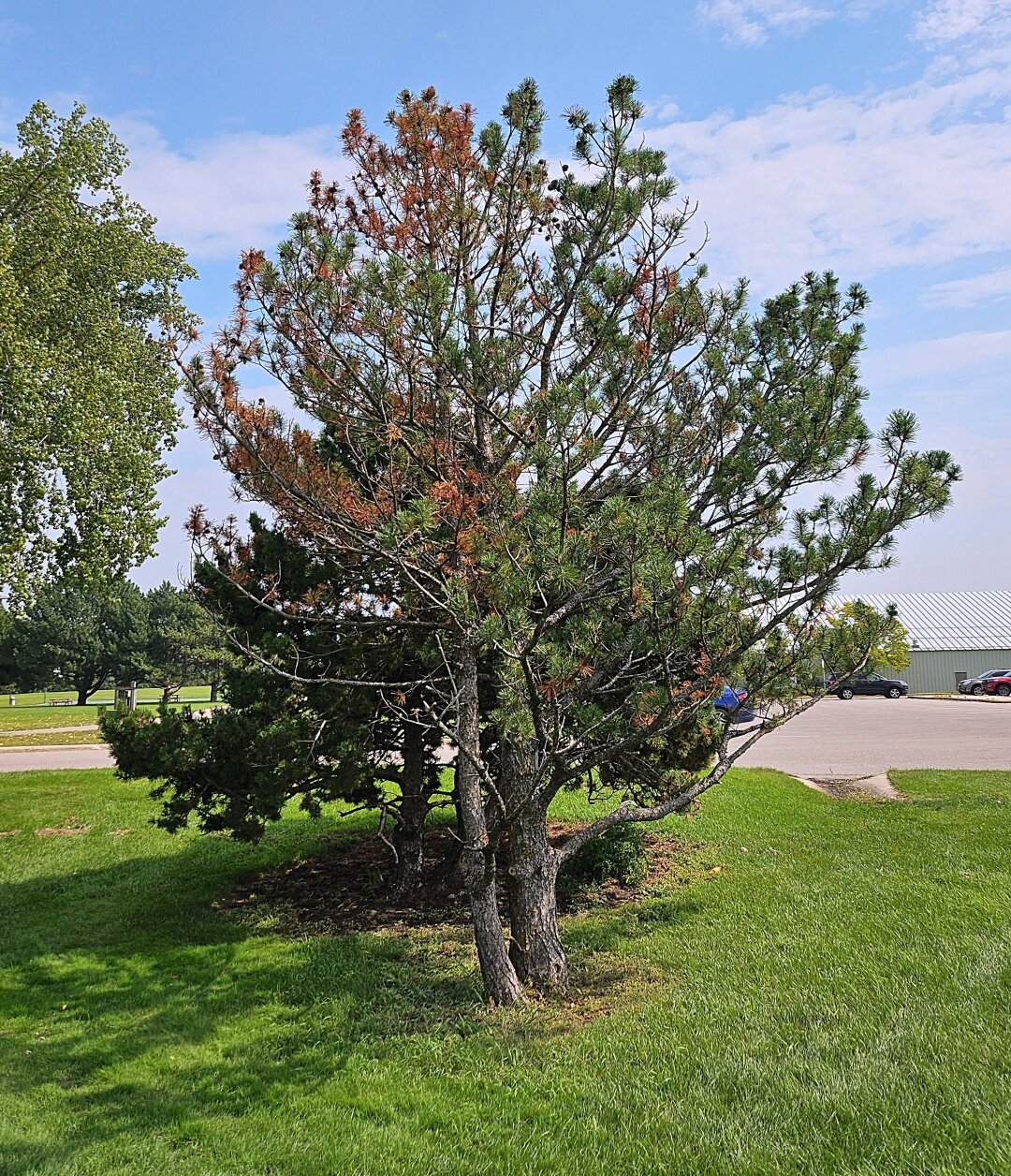 Pine wilt disease a death sentence for trees in Brookings - Brookings ...