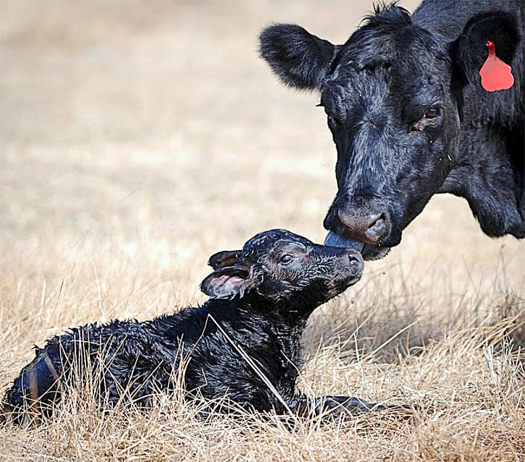 SDSU Extension to host cow/calf calving camps - Brookings Register