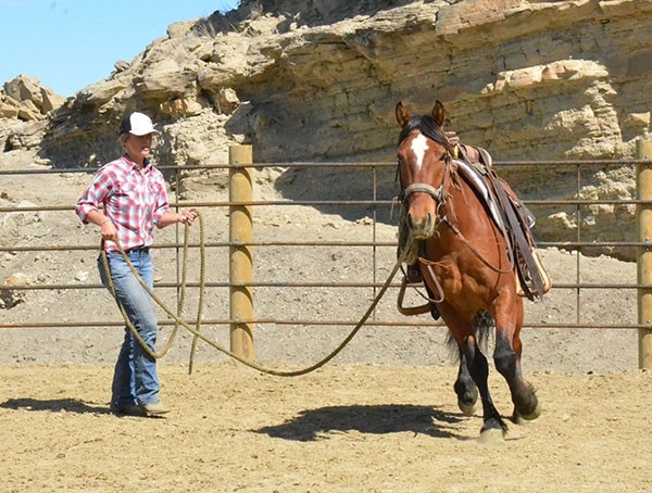 100 days to tame a mustang | Powell Tribune