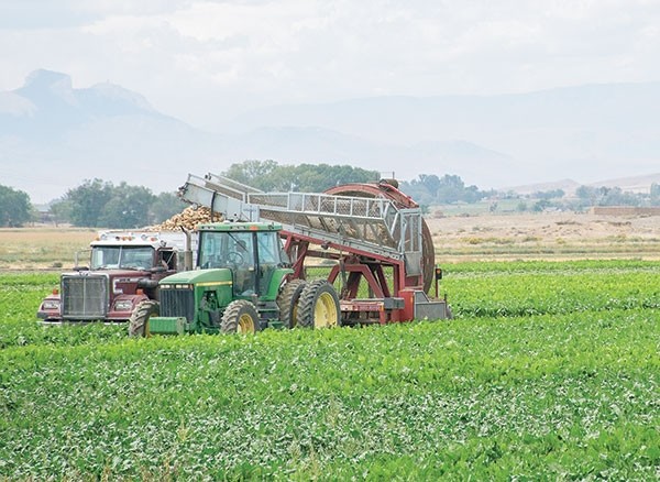 Sugar beet harvest comes in sweeter and earlier than usual | Powell Tribune Sugar beet harvest comes in sweeter and earlier than usual | Powell Tribune