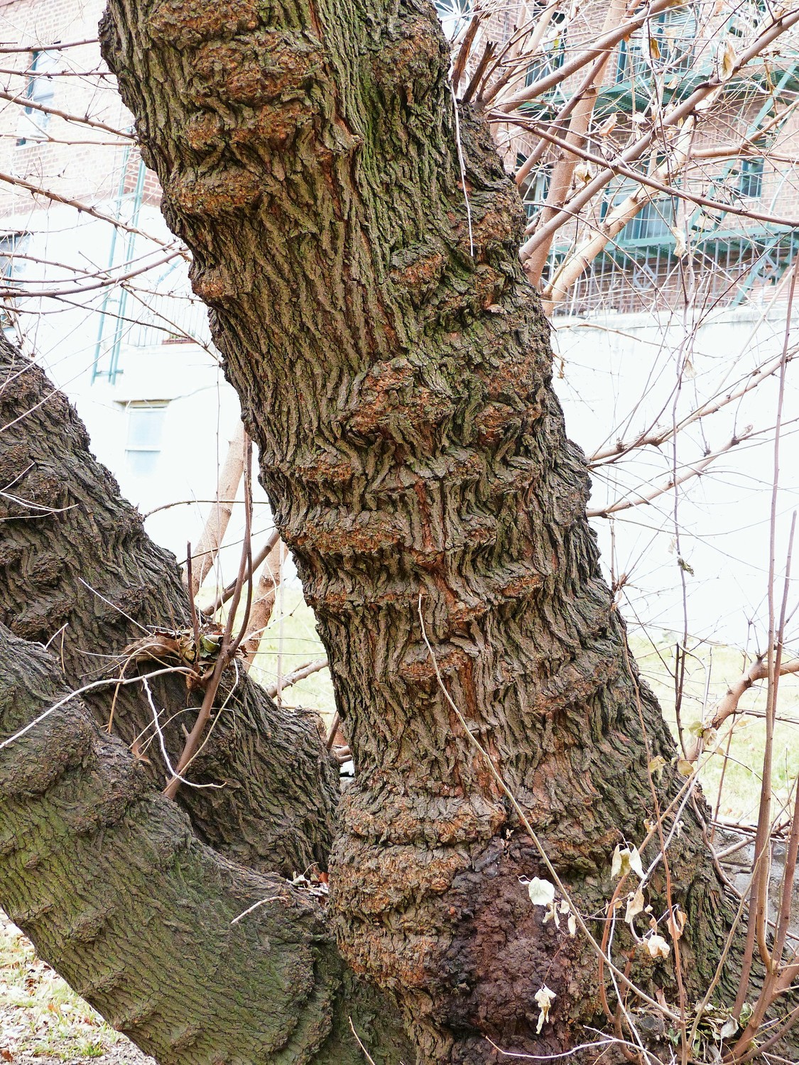 What kind of tree was this? Bright yellow saw dust. : arborists