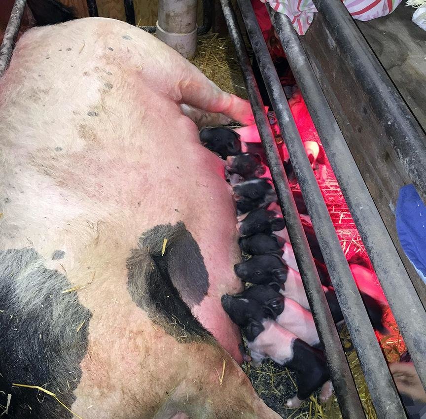 Kinder Farm Park 4-H Livestock Club Helps Vivian Give Birth To Piglets ...