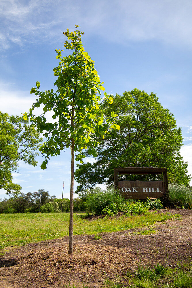 Oak Hill Elementary Celebrates School Pride, Legacy Of 100-Year-Old ...