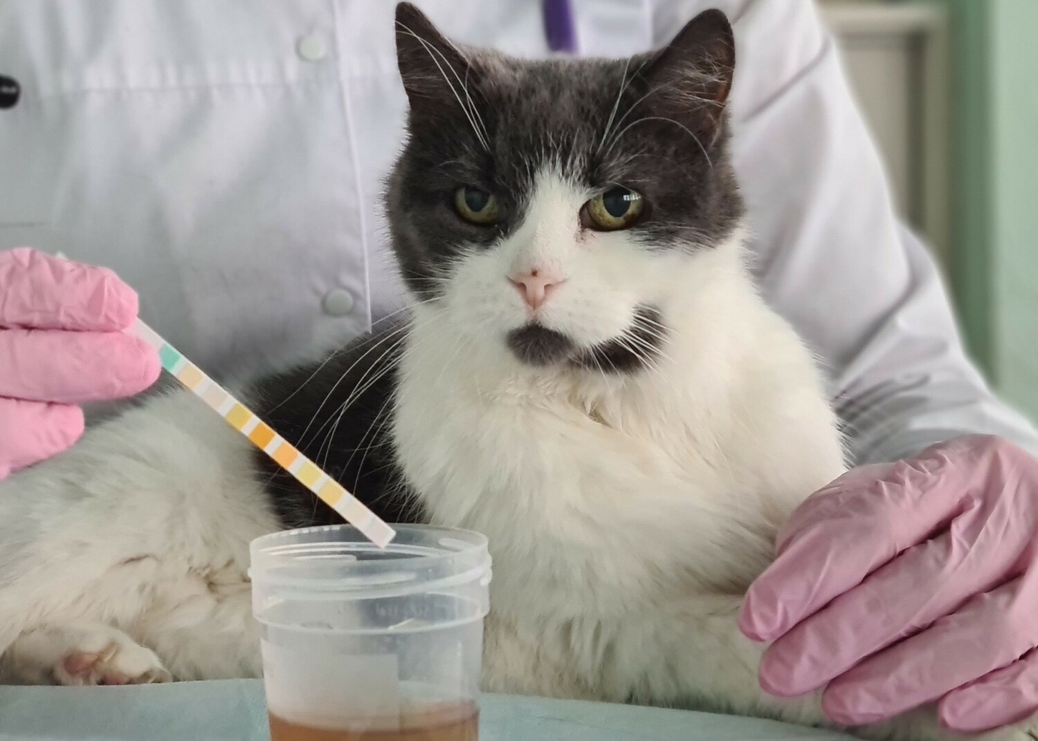 Urinalysis In Dogs And Cats | Severna Park